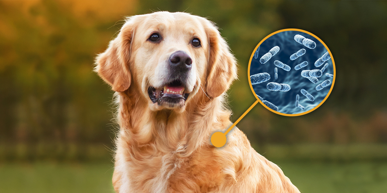 Understanding the Skin Flora on Your Pet